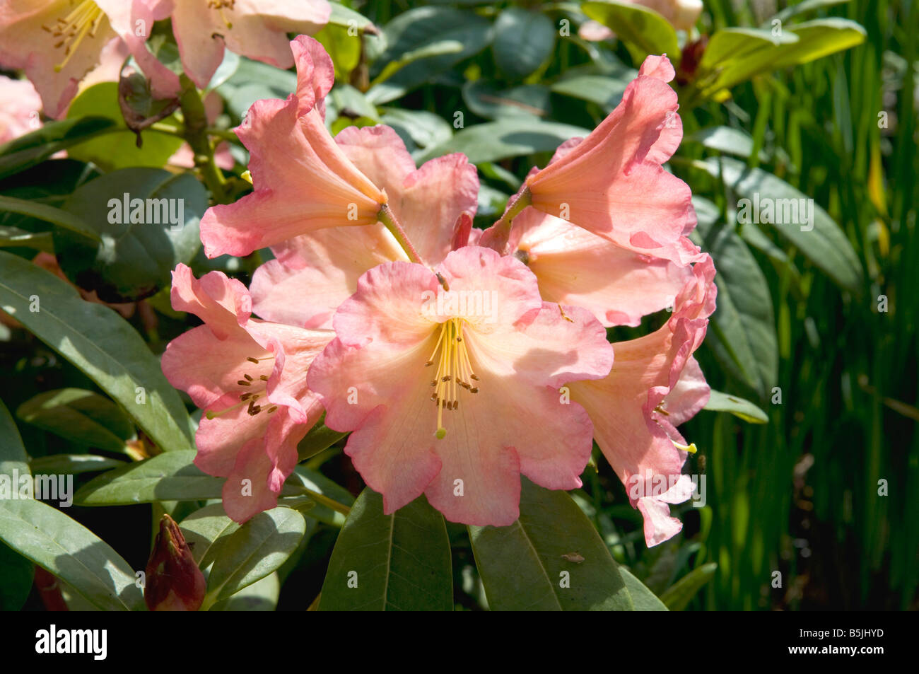 Rhododendron Azalea `Strawberry Ice` Stock Photo - Alamy