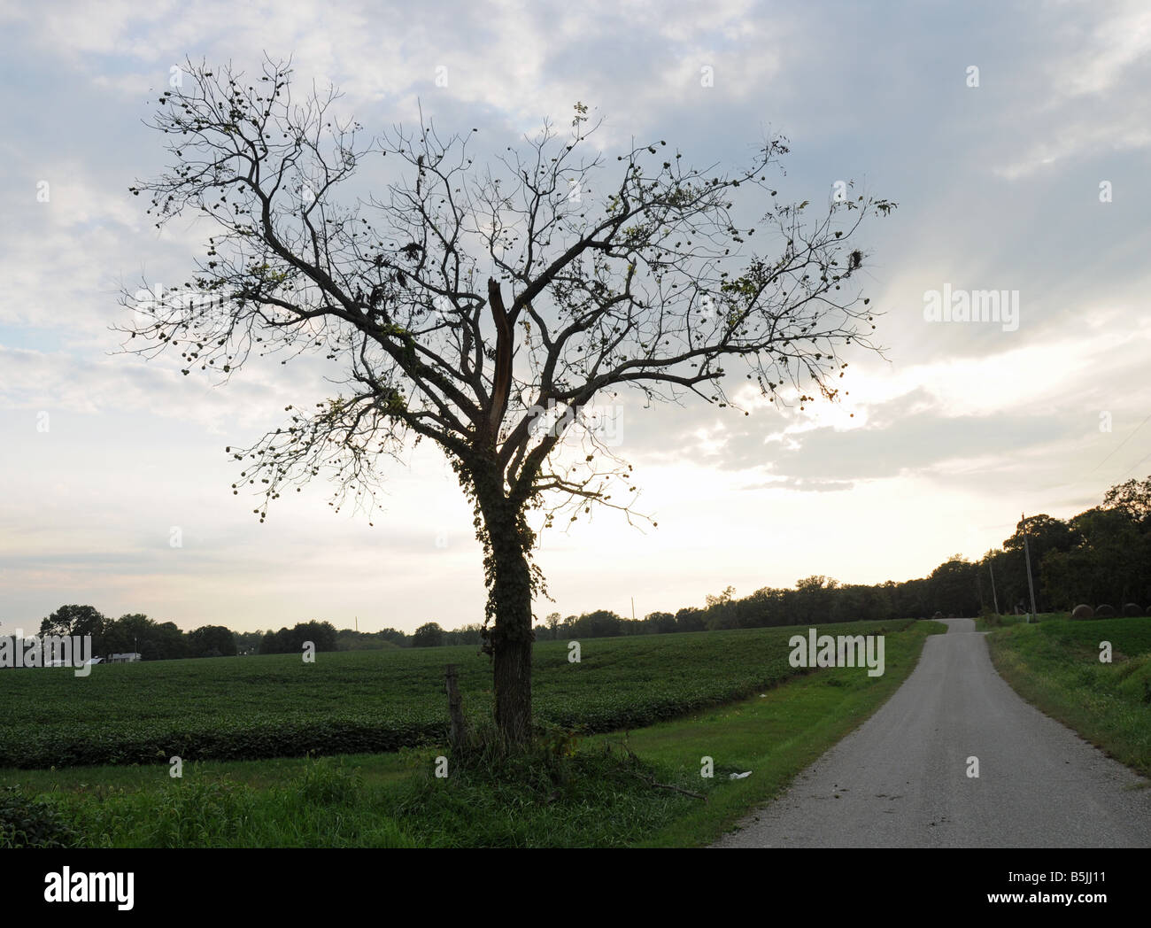 Walnut, IL: Discover The Hidden Gem Of Illinois!