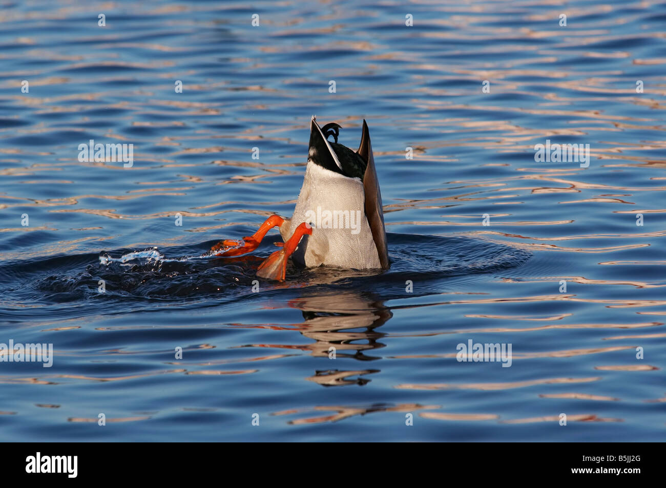 Shot of the hunting wild duck on the water - head underwater - mallard ...