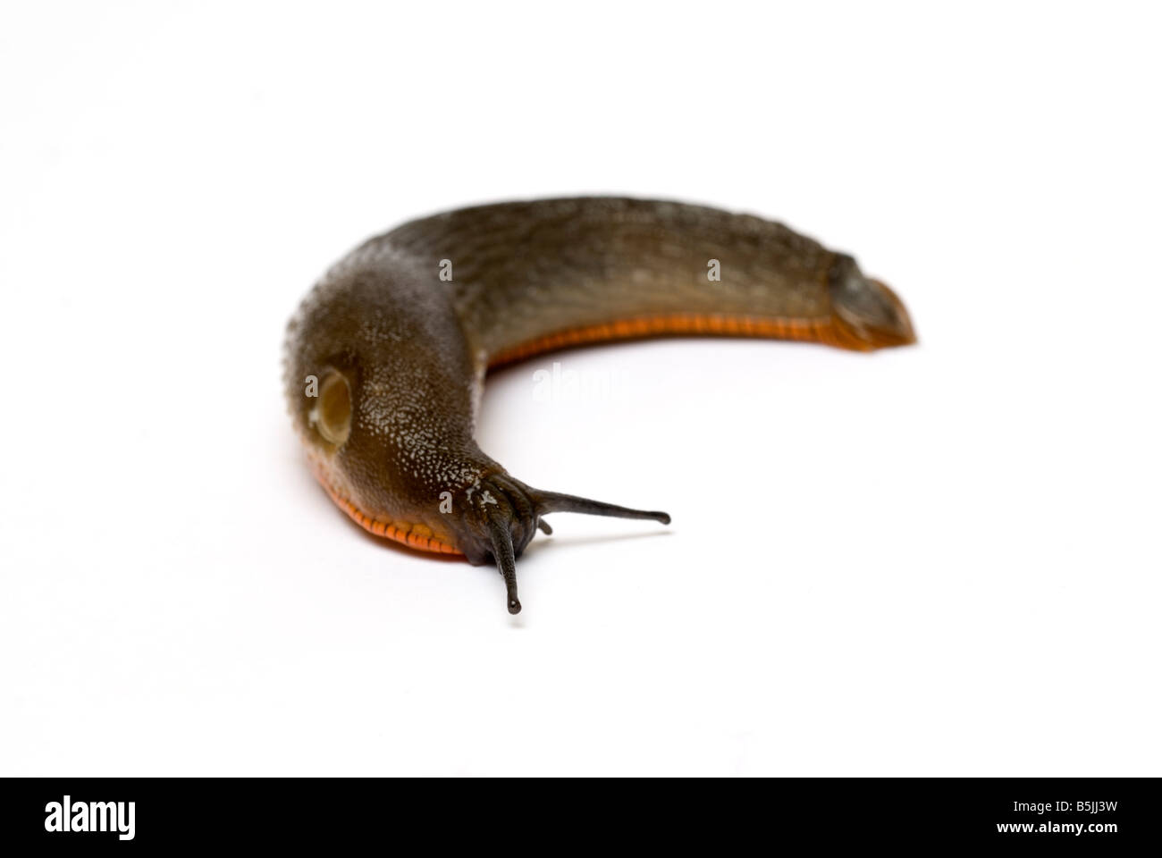 Common form Cut Out Stock Images & Pictures - Alamy