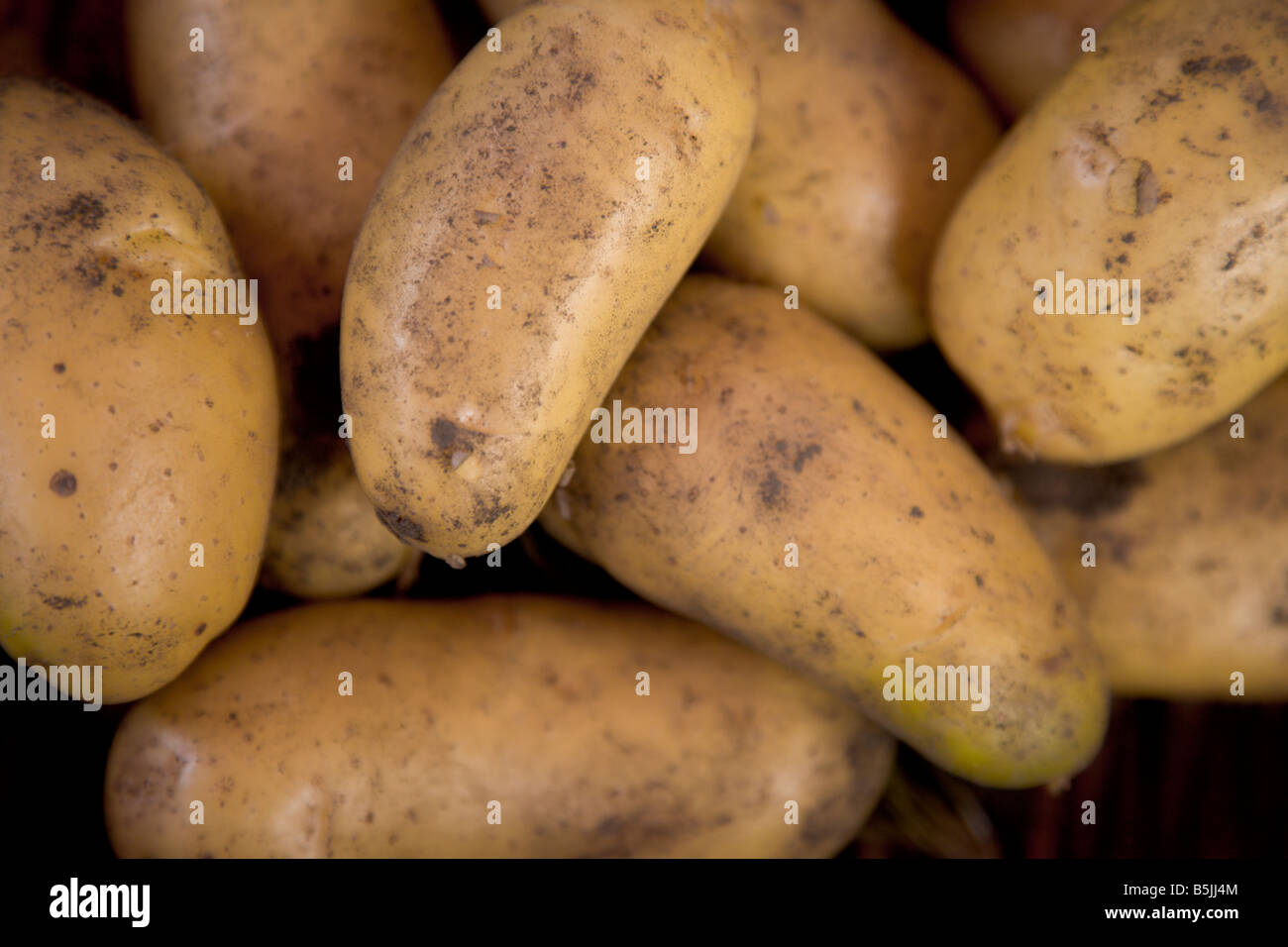 Allotment produce- potatoes freshly dug Stock Photo - Alamy