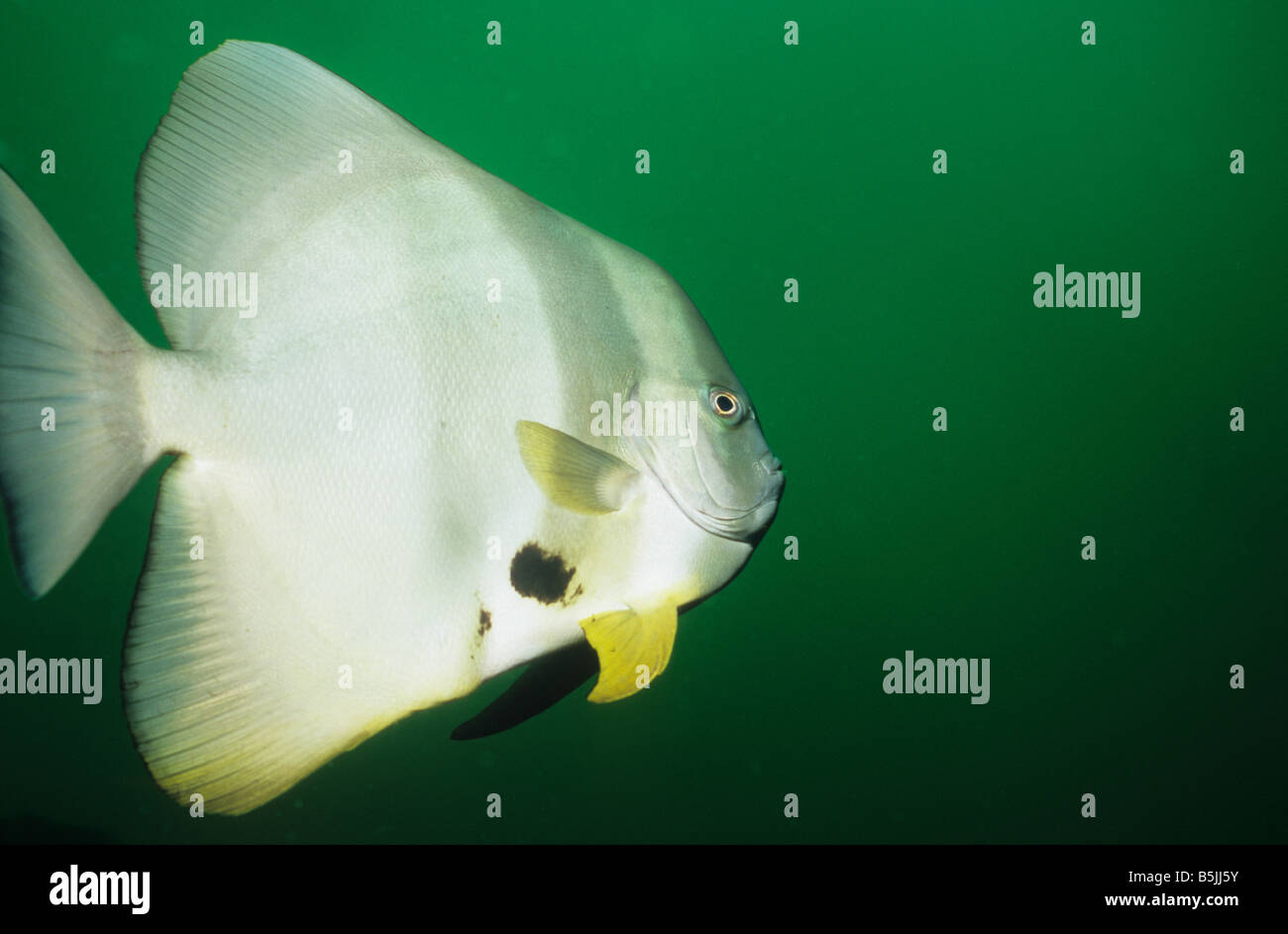 Perciformes family hi-res stock photography and images - Alamy