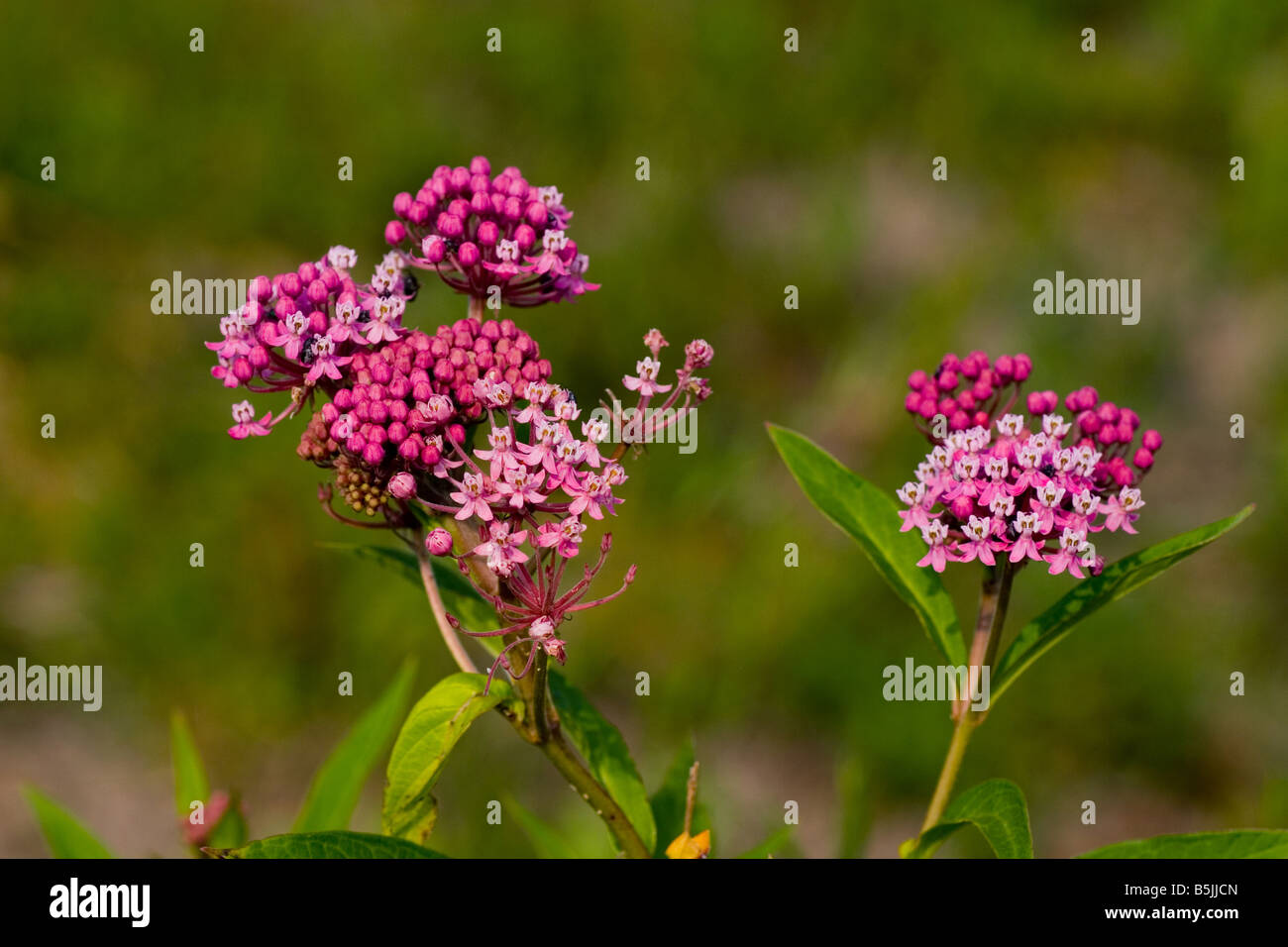 Milkweed Plant Flowers Asclepias Stock Photo - Alamy