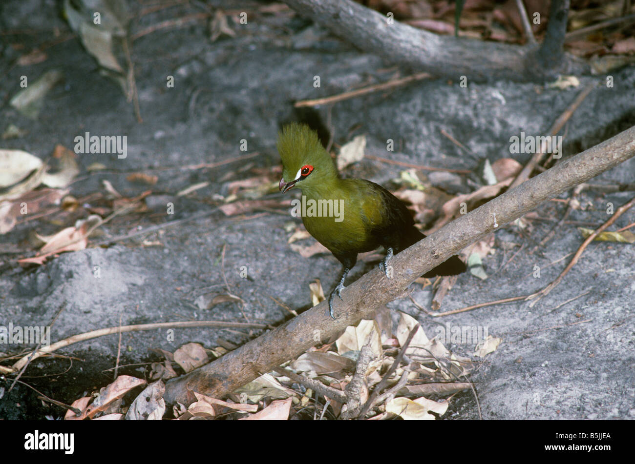 Guinea or Green turaco Tauraco persa Musophagidae coming to drink at a ...
