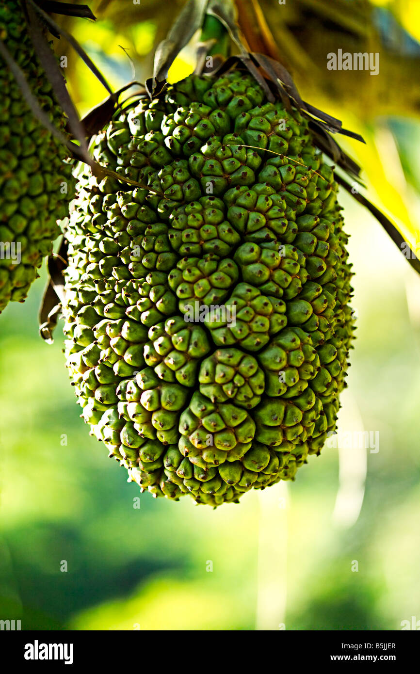 Jak Fruit (Artocarpus Heterophyllus) Growing, Krabi, Thailand Stock ...