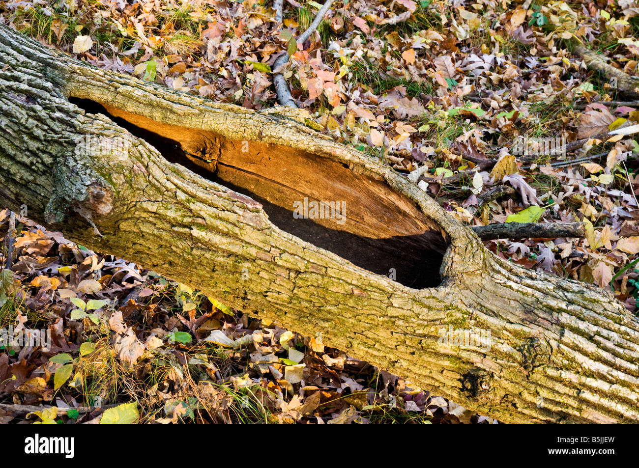Burrow hollow hi-res stock photography and images - Alamy