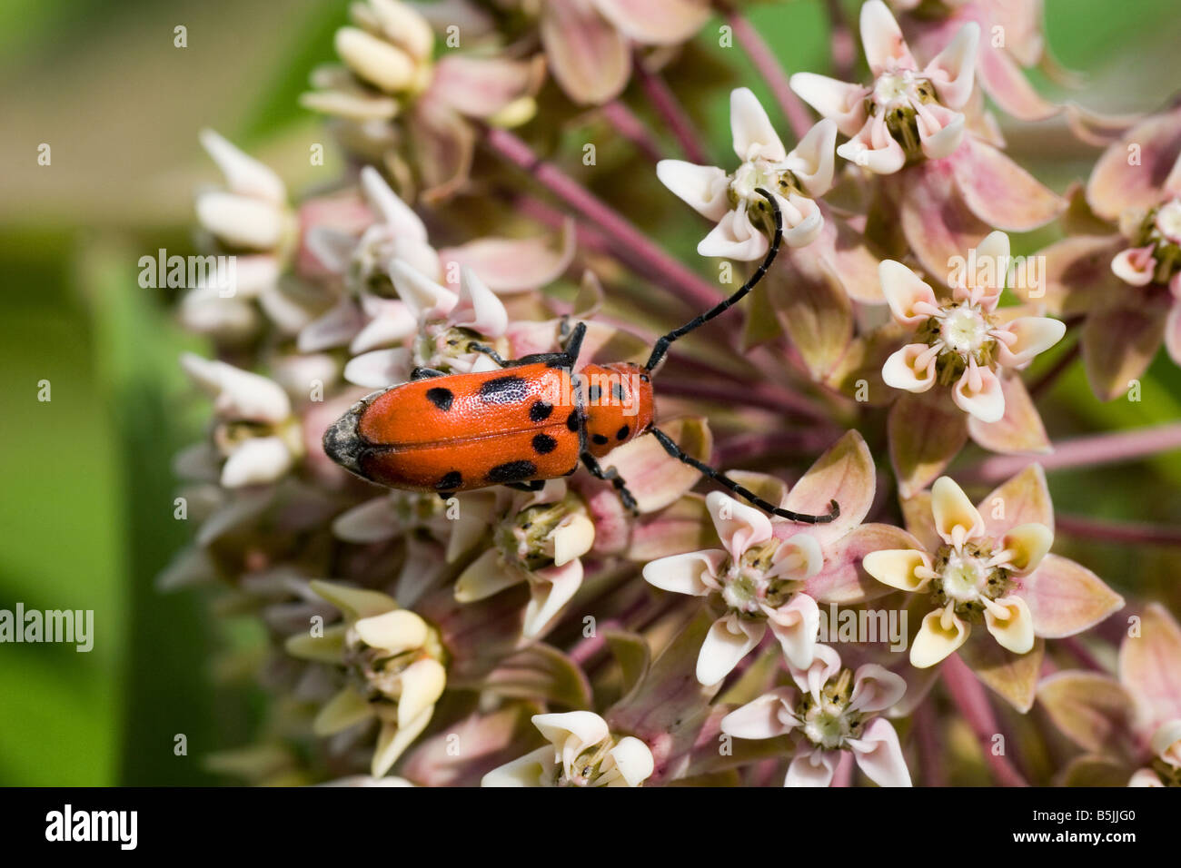 Red Milkweed Beetle Tetraopes Tetraophthalmus on Milkweed flower ...