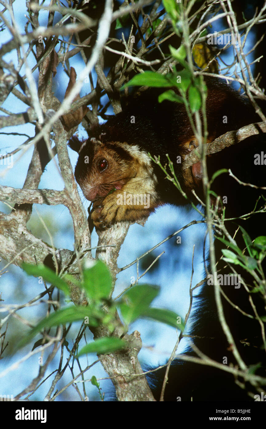 Indian giant squirrel ratufa indica hi-res stock photography and images ...