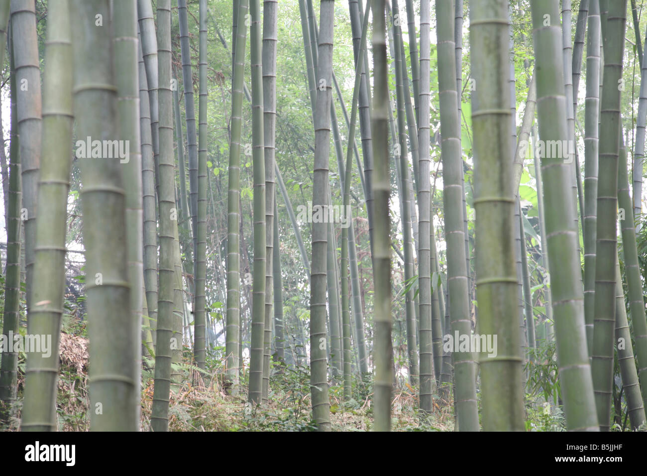 In bamboo forest Stock Photo - Alamy