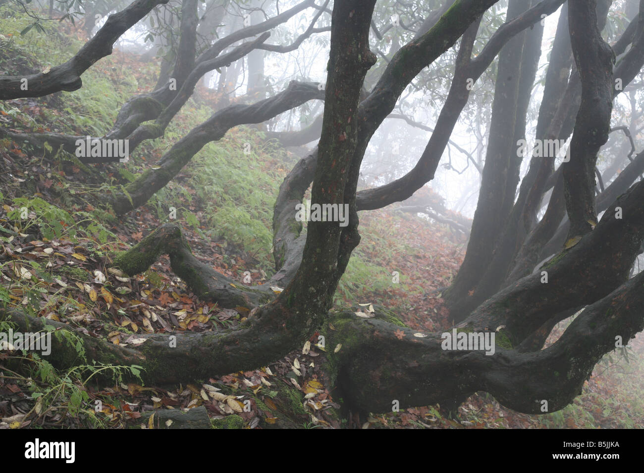 Trees in mist Stock Photo - Alamy