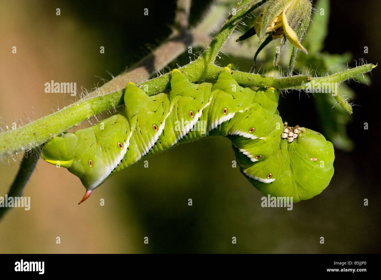 Tobacco Hornworm Manduca sexta caterpillar Sometimes confused for the ...