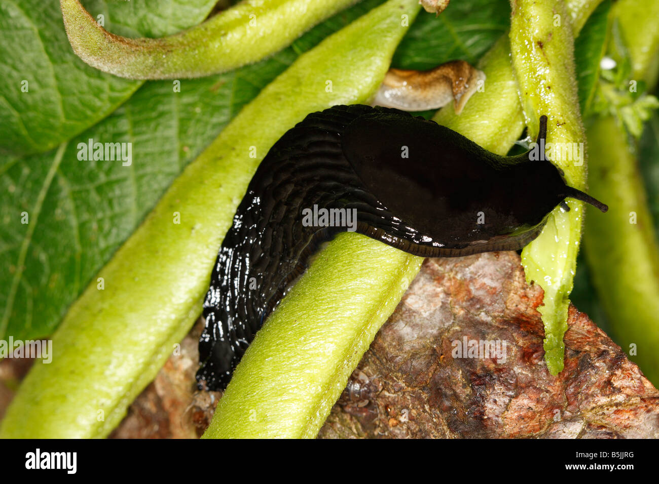 Black runner bean hi-res stock photography and images - Alamy