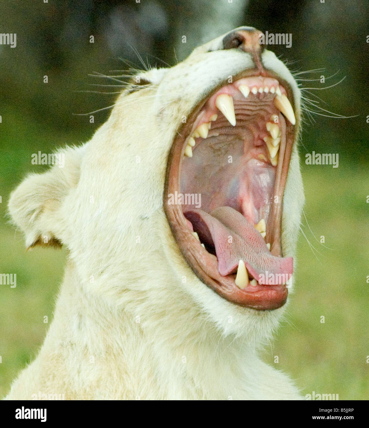 Teeth of White Lioness Mouth Open Wide Stock Photo - Alamy