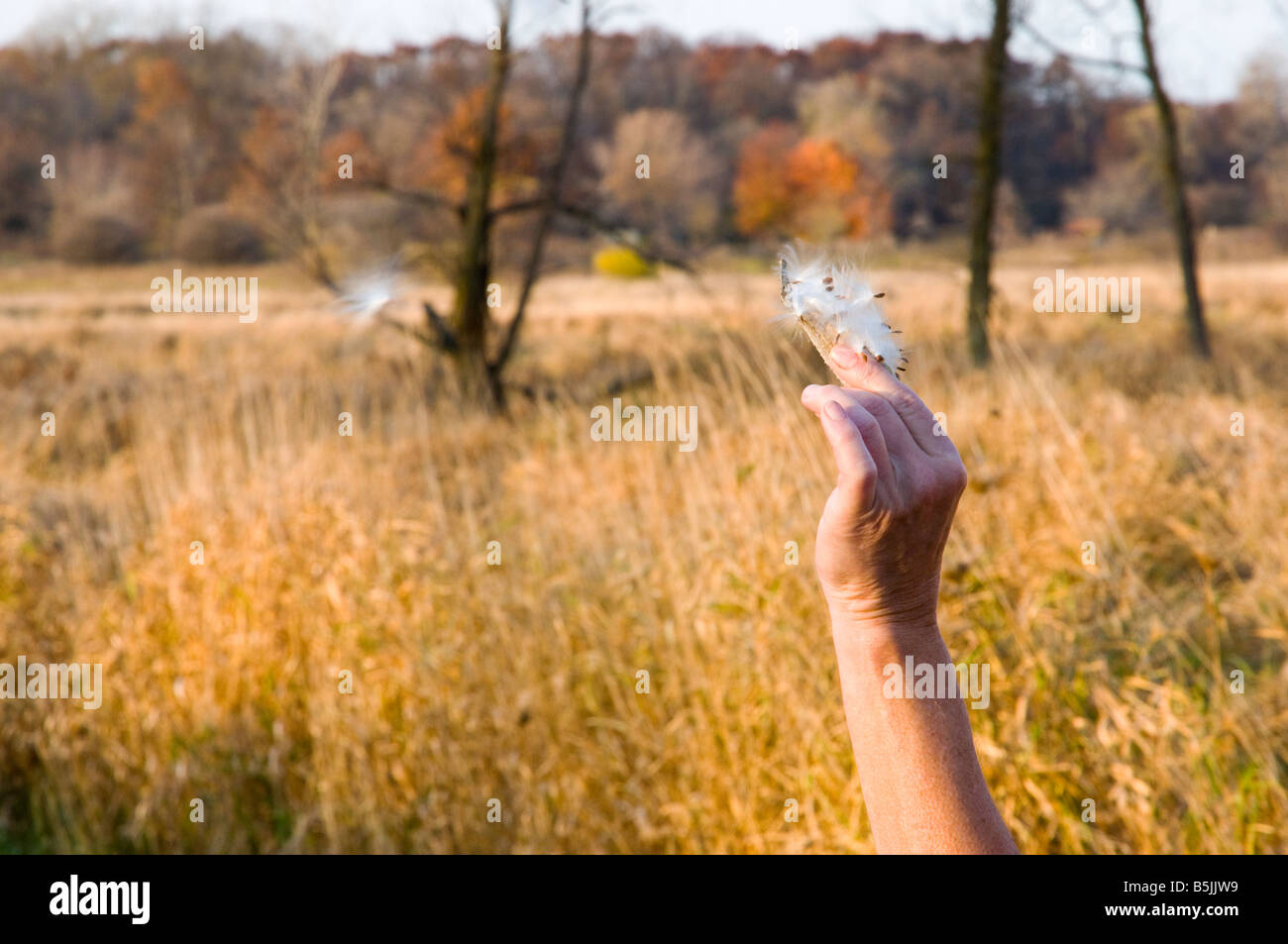 Wind blown seeds hi-res stock photography and images - Alamy