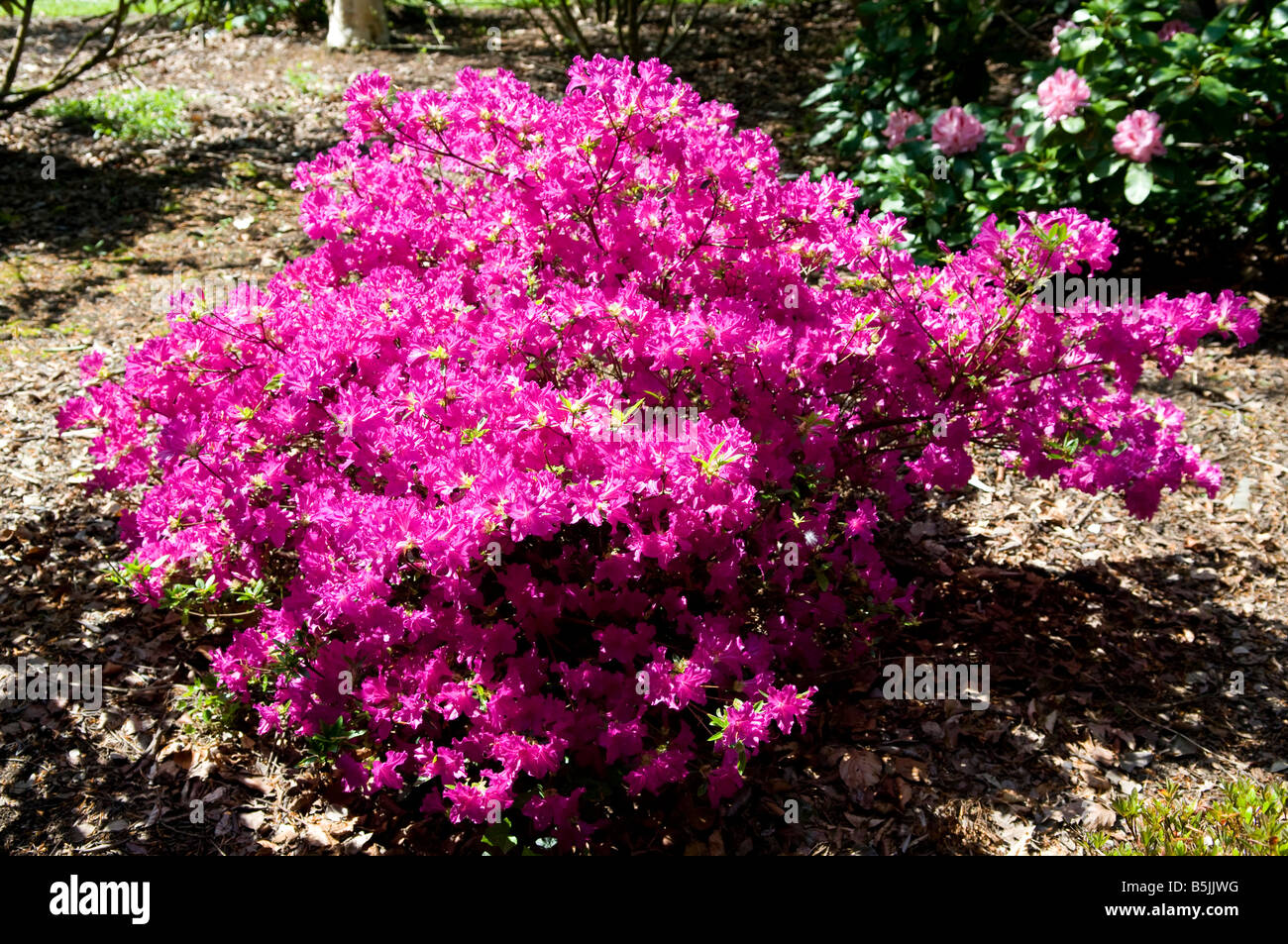 Azalea bush hi-res stock photography and images - Alamy