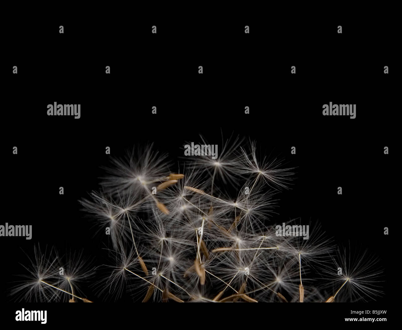 Seeded dandelion hi-res stock photography and images - Alamy