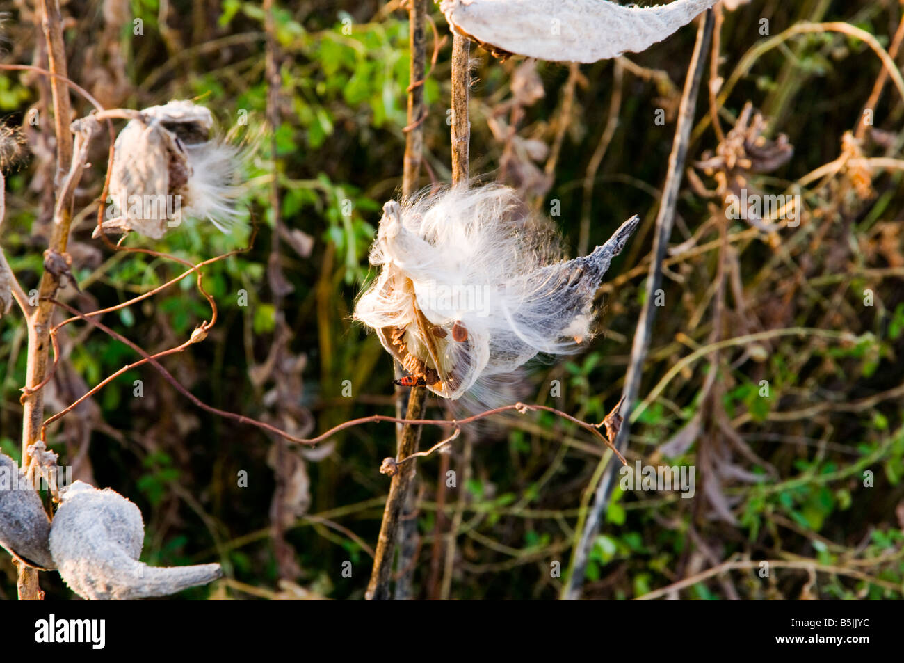 Milk Pods open showing parachute seeds Stock Photo - Alamy