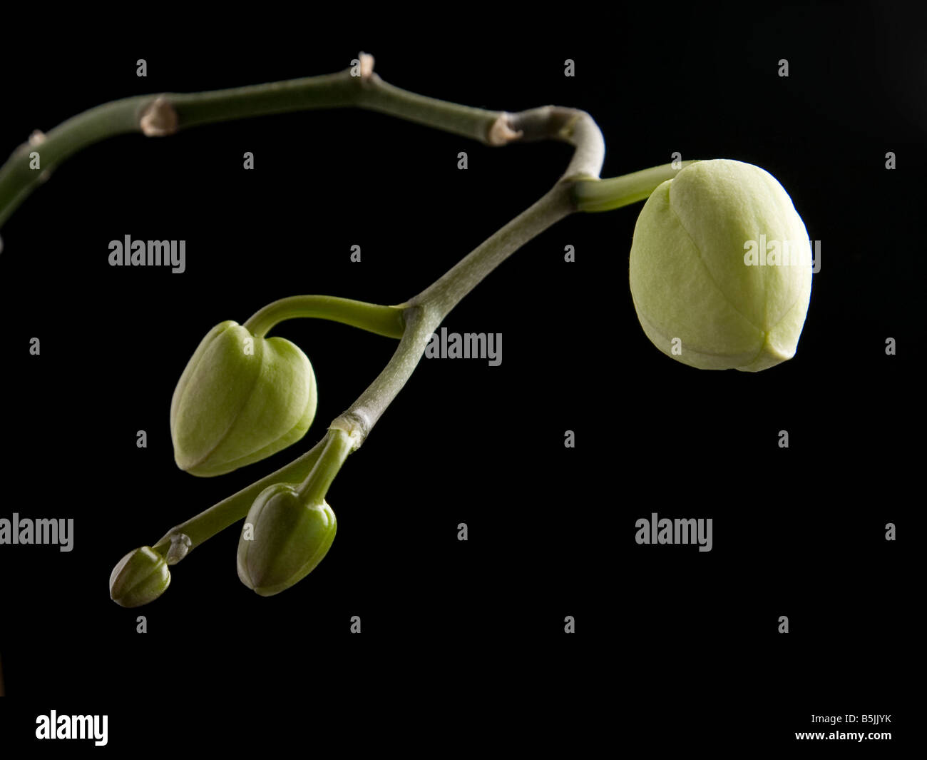 Phalaenopsis orchid dramatic hi-res stock photography and images - Alamy
