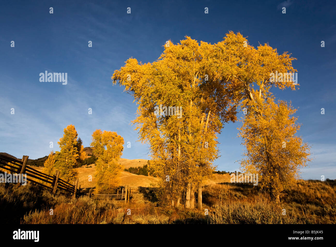 Cottonwood trees lamar valley hi-res stock photography and images - Alamy