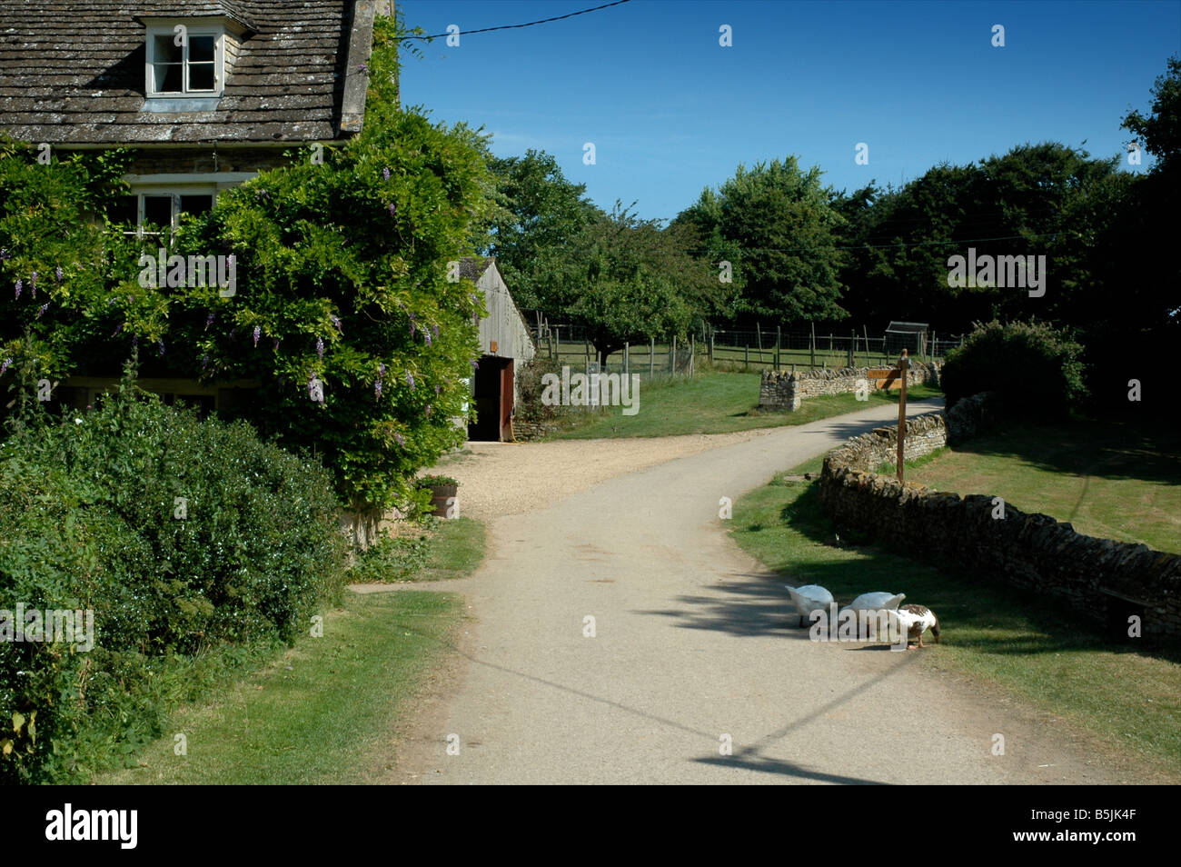 Geese farmyard hi-res stock photography and images - Alamy