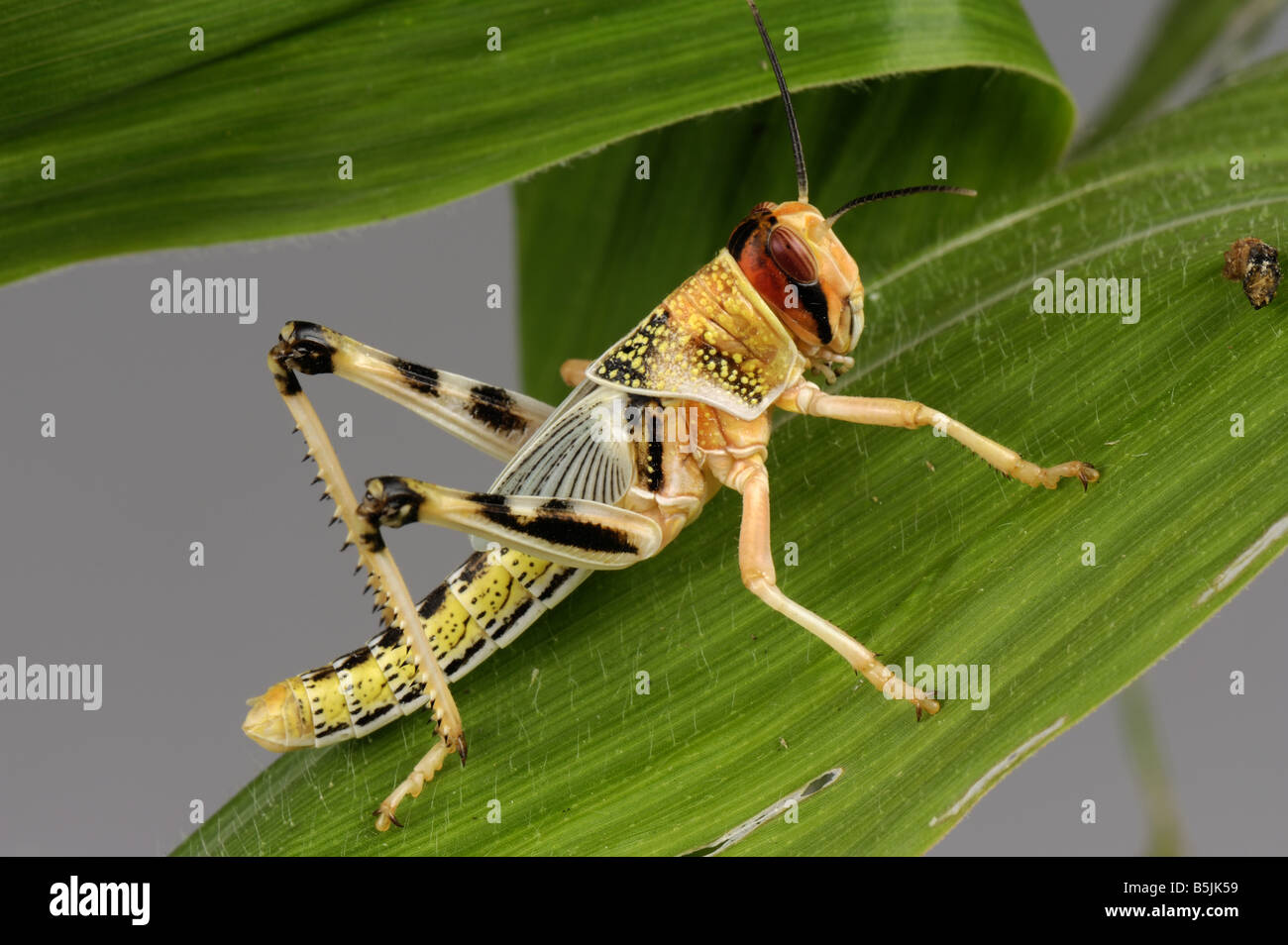 Desert locust Schistocerca gregaria hopper nymph head on on a maize ...