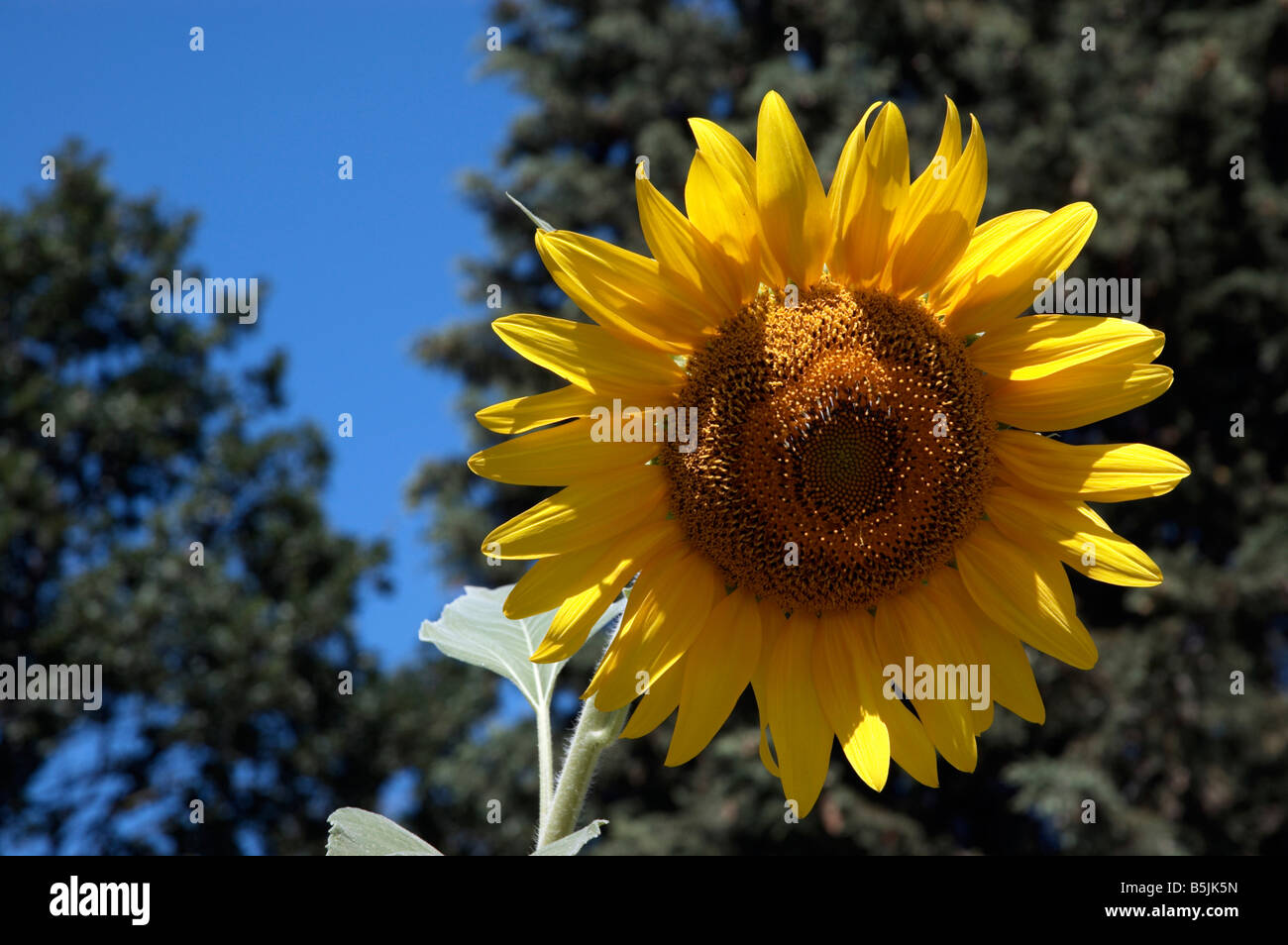 Sunflower, Tuscany, Italy Stock Photo - Alamy
