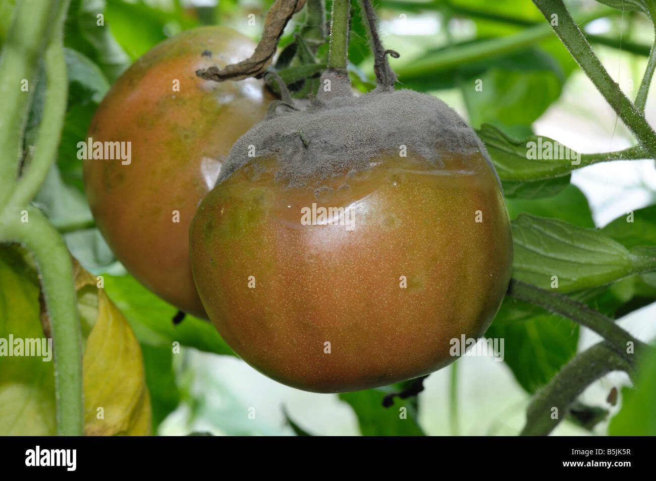 Grey mould (Botrytis cinerea) mycelium on large glasshouse tomato fruit ...