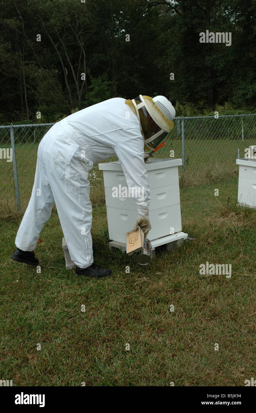 A beekeeper smoking his hive to calm the bees Stock Photo - Alamy