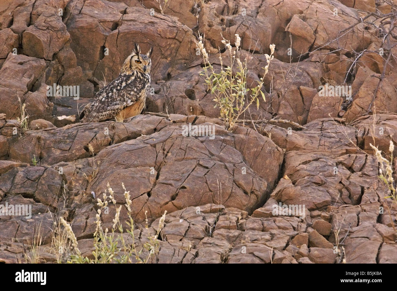 Indian Eagle-Owl / Rock Eagle Owl / Bengal Eagle Owl (Bubo bengalensis ...