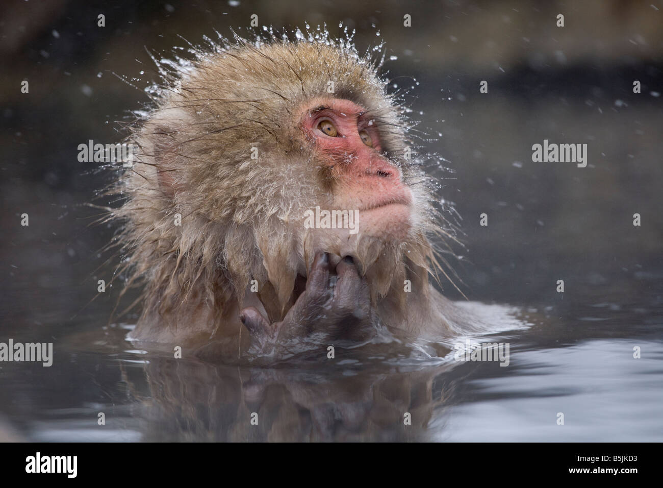 Snow monkey jigokudani national park hi-res stock photography and ...