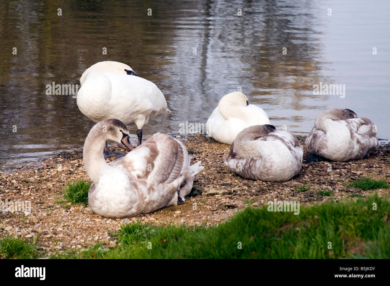 Resting swan swans sleeping hi-res stock photography and images - Alamy