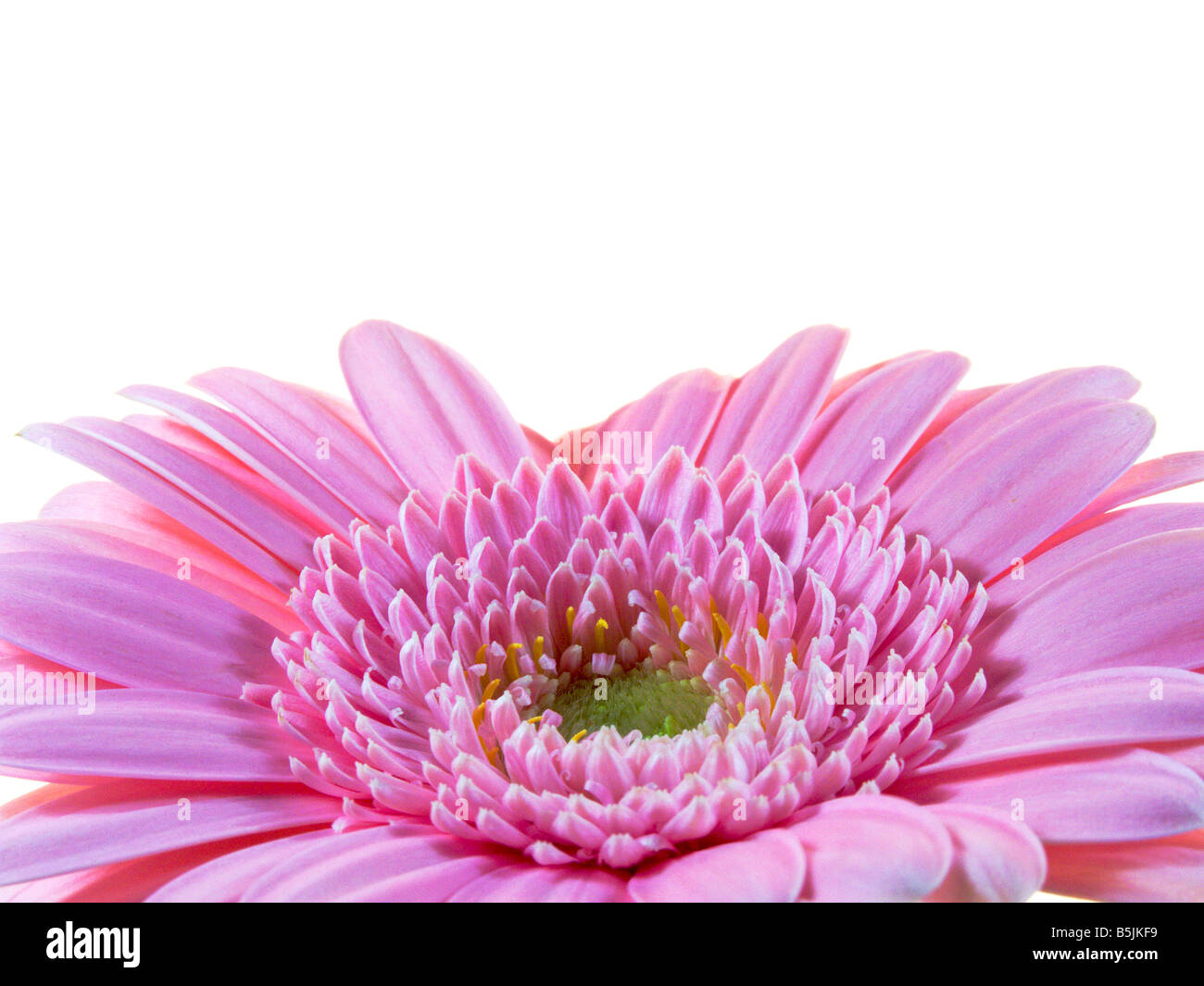 Single Pink Gerbera Daisy Germini Kimsey on White Background Stock ...