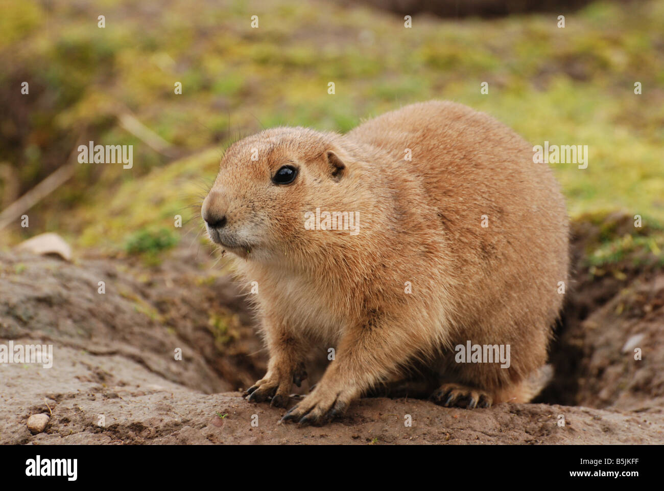 Black tailed prairie dog hi-res stock photography and images - Alamy