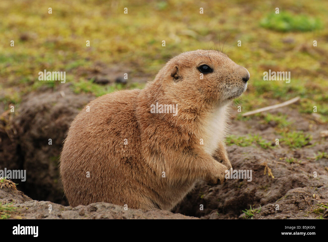Black tailed prairie dog marmots hi-res stock photography and images ...