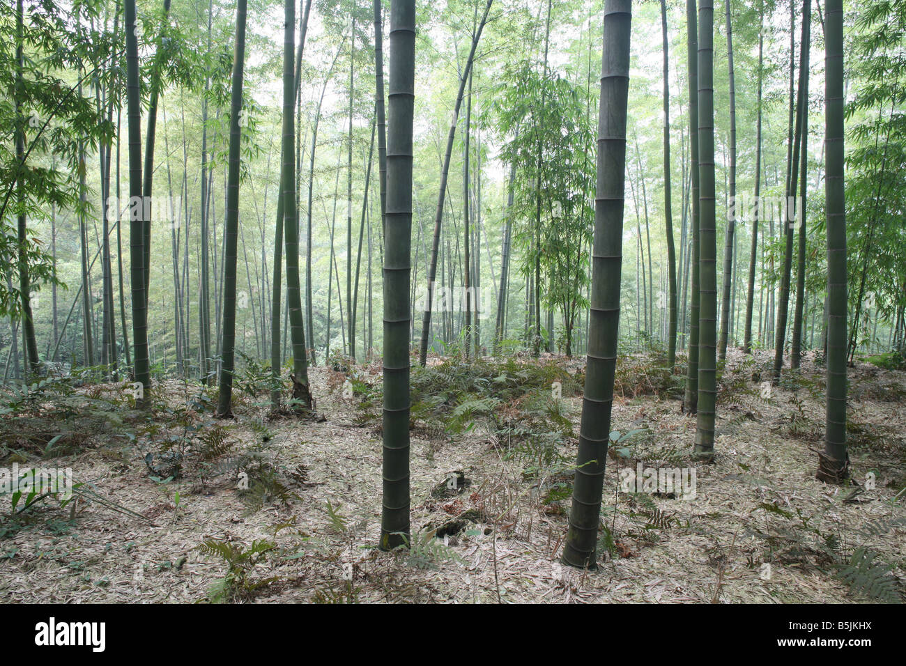 In bamboo forest Stock Photo - Alamy