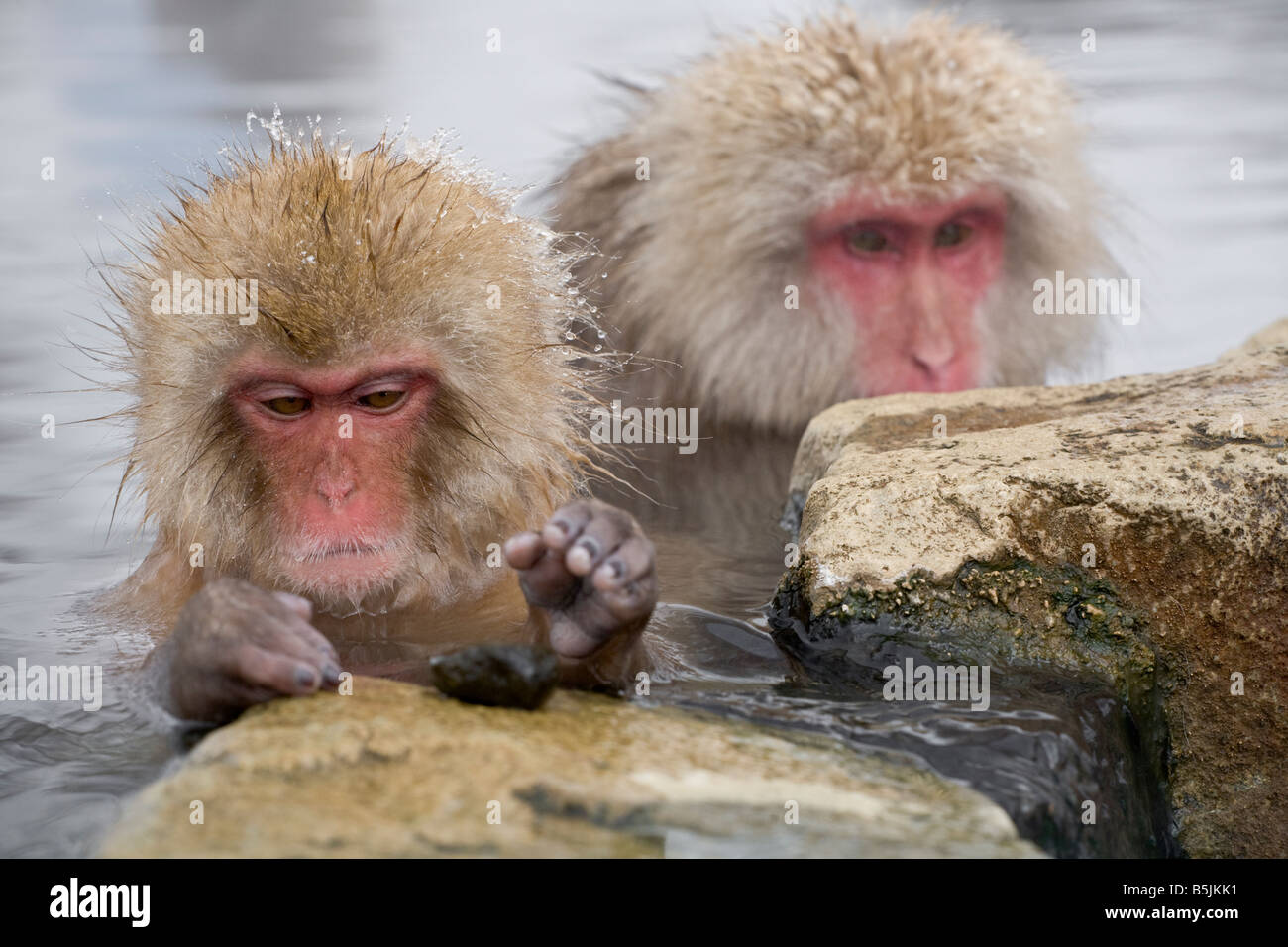 Snow Monkeys in Jigokudani National Monkey Park Nagano Japan Stock ...