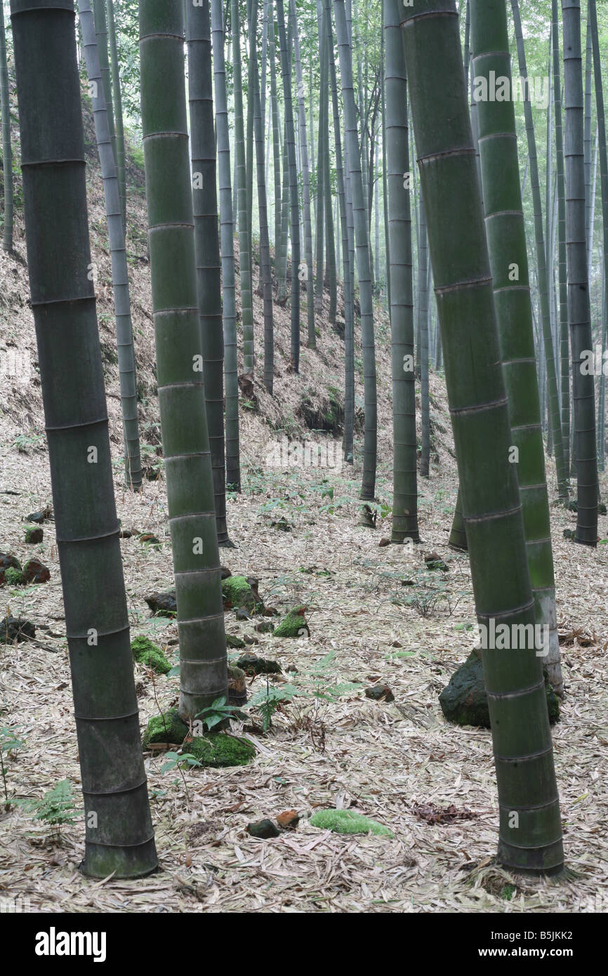 In bamboo forest Stock Photo - Alamy