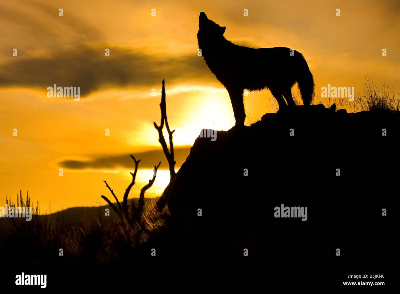 Timber wolf howling hi-res stock photography and images - Alamy