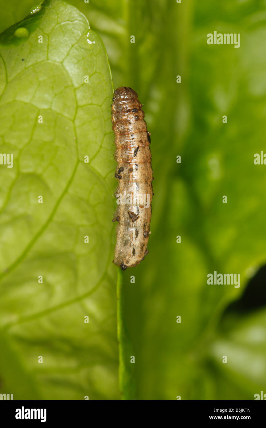 CUTWORM LARVA OF YELOW UNDERWING MOTH FEEDING ON LETTUCE AT NIGHT Stock ...