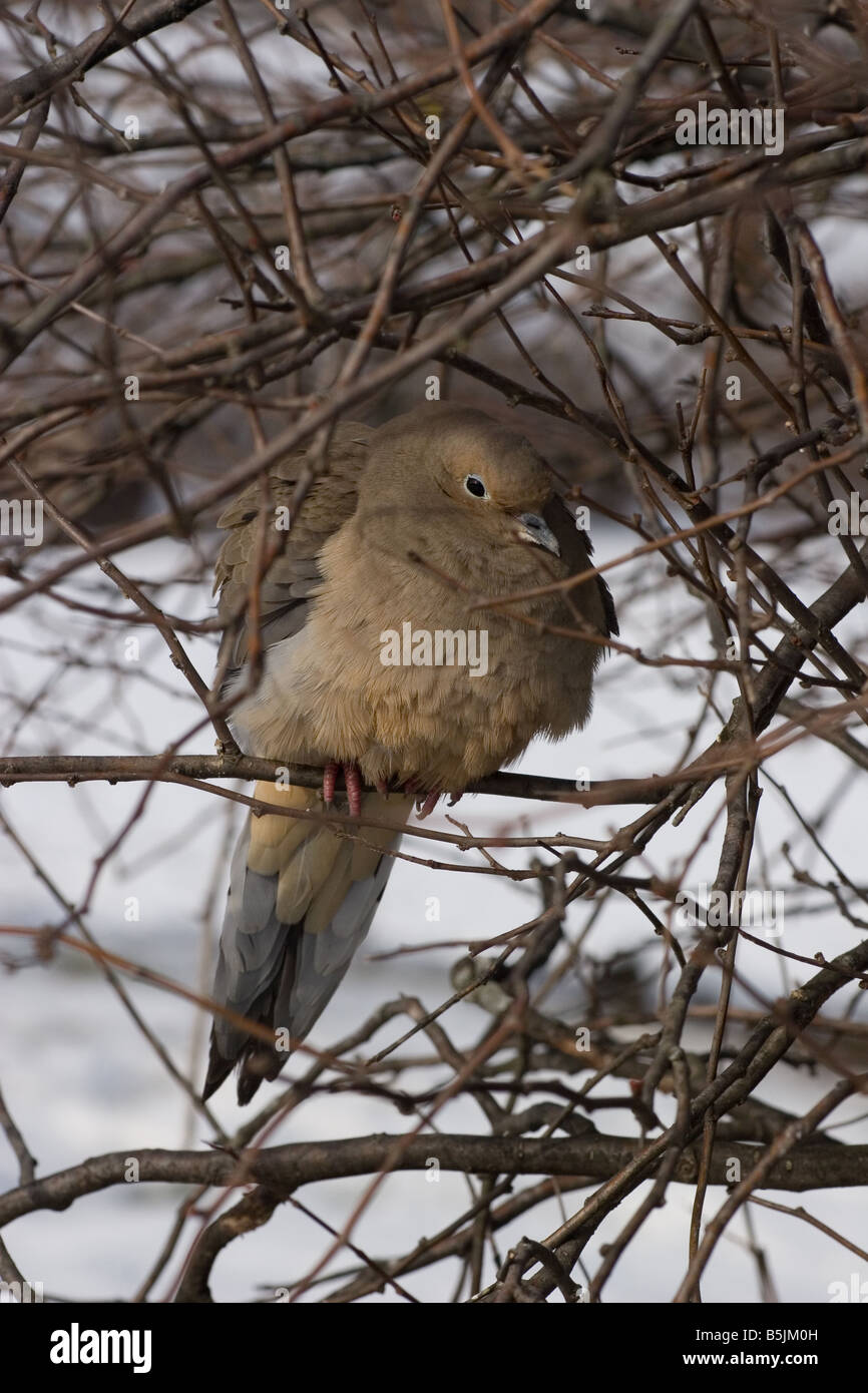 Puffed up dove hi-res stock photography and images - Alamy