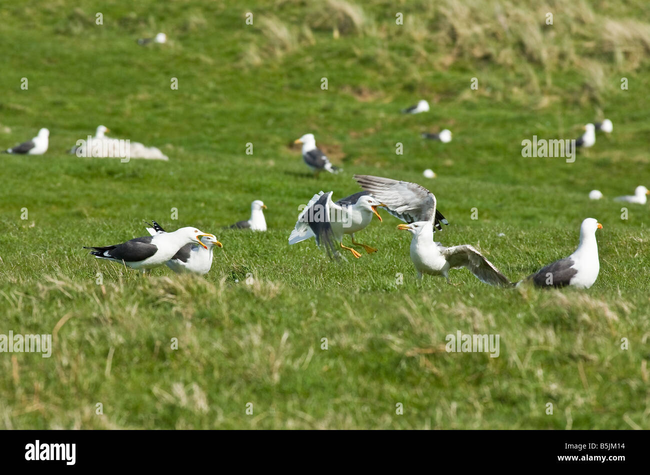 British sea gull hi-res stock photography and images - Alamy