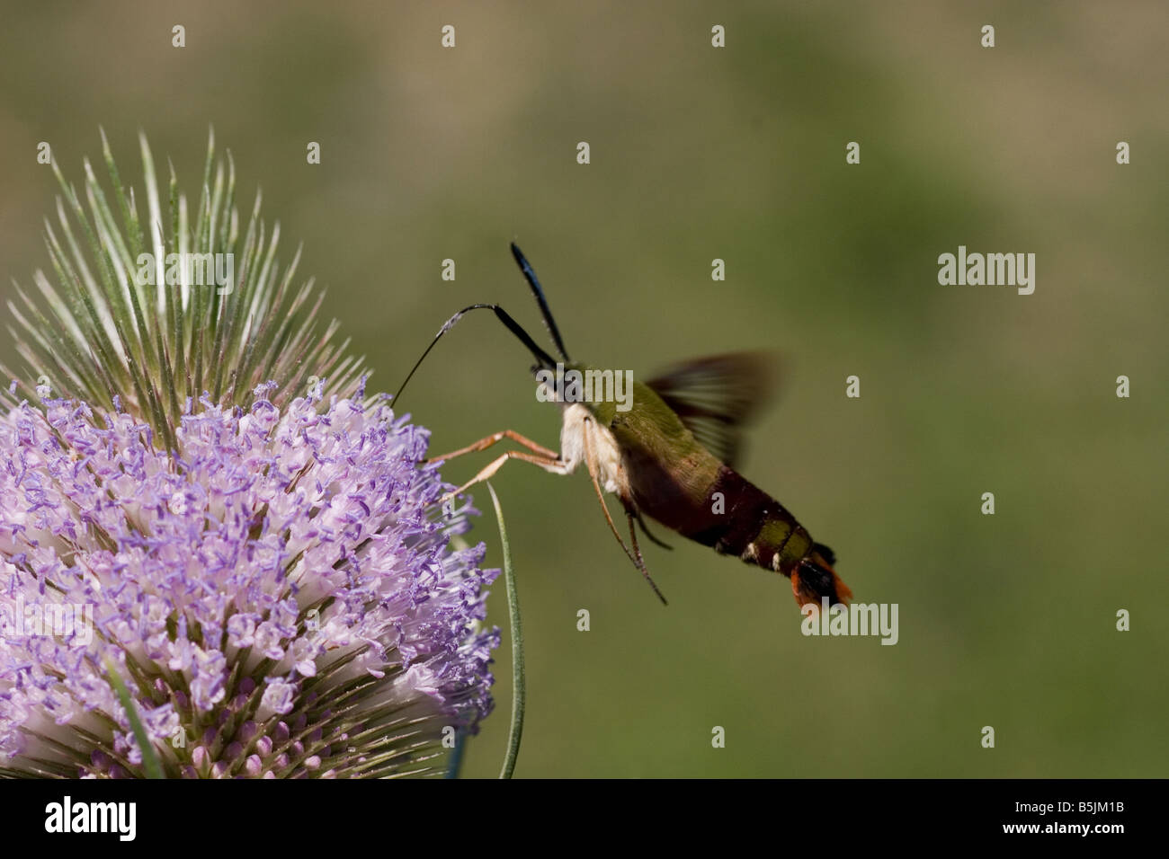 Hummingbird clearwing sphinx moth hi-res stock photography and images ...