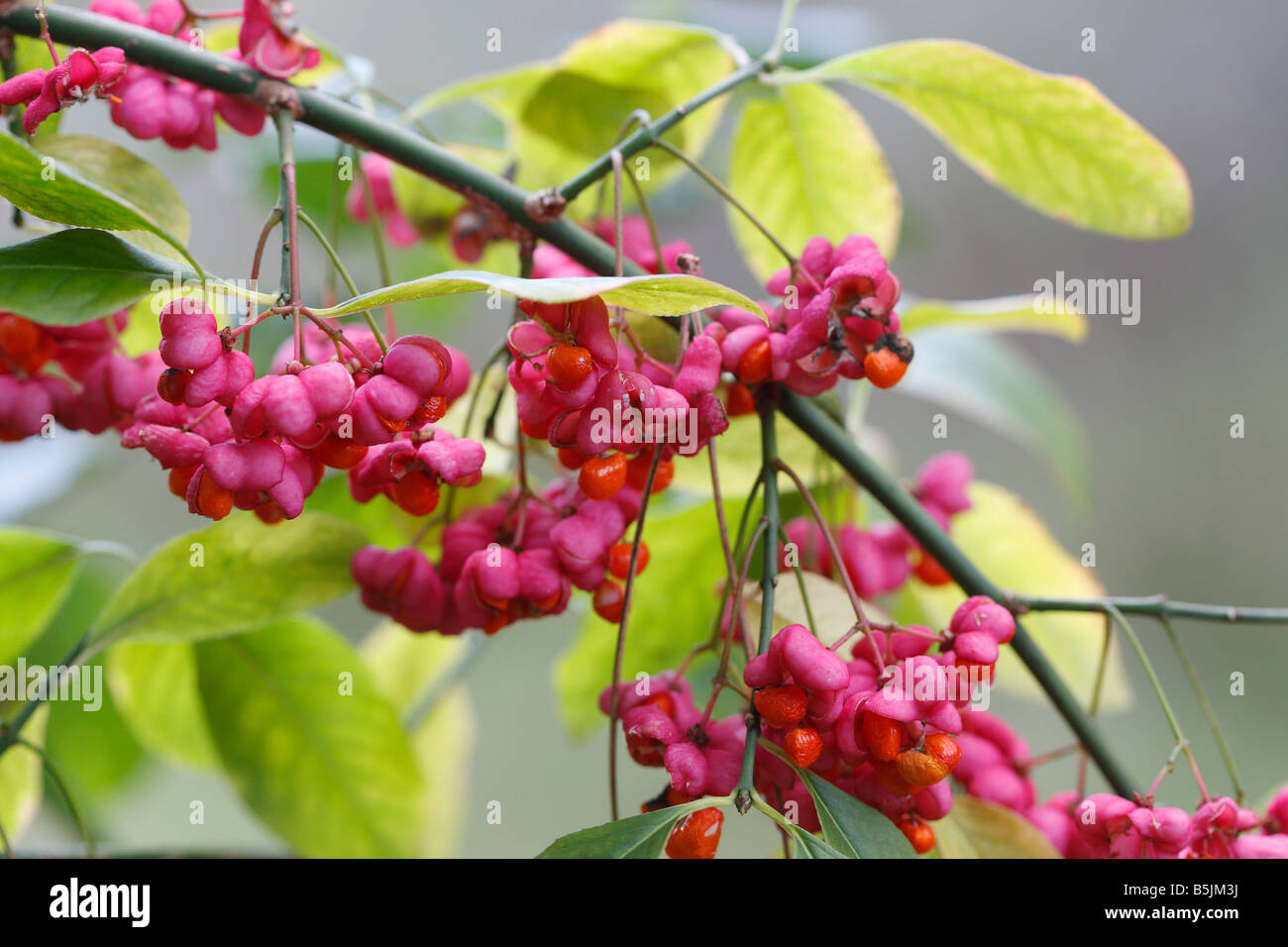 SPINDLE TREE Euonymus europaeus BRANCH WITH RIPE BERRIES Stock Photo ...