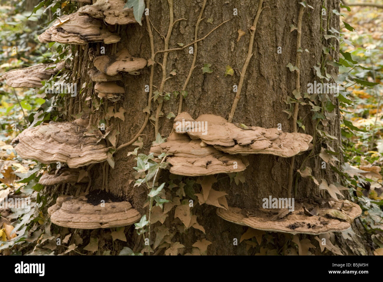 Fungus (Artists Conk) on the trunk of a dead tree, Alblasserdam ...