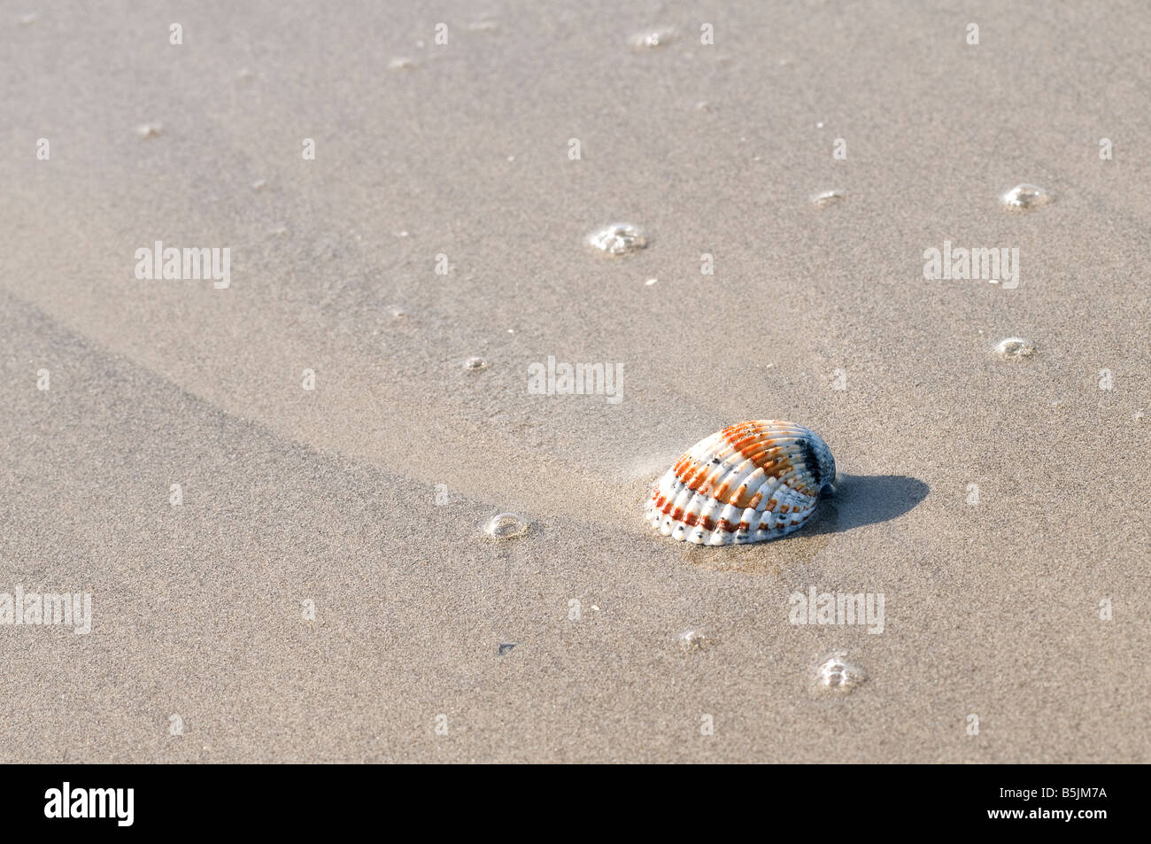 Sea shell on the sand Stock Photo - Alamy