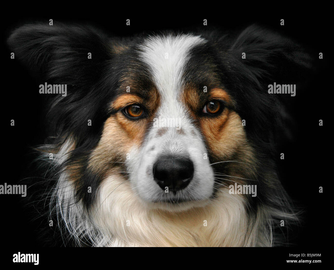 Head of a border collie Stock Photo - Alamy