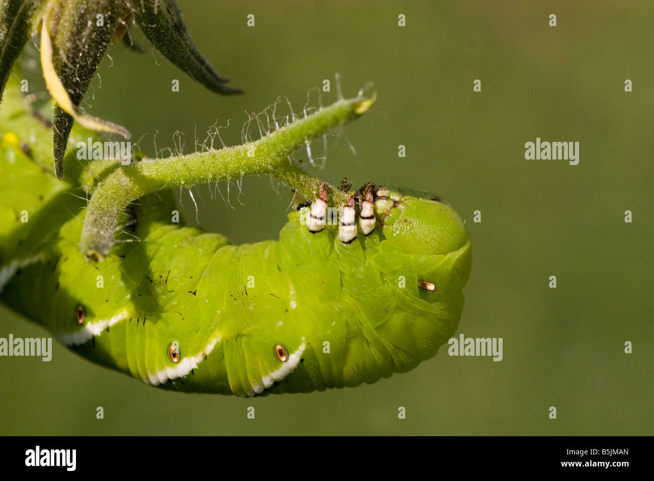 Tobacco Hornworm Manduca sexta caterpillarSometimes confused for the ...