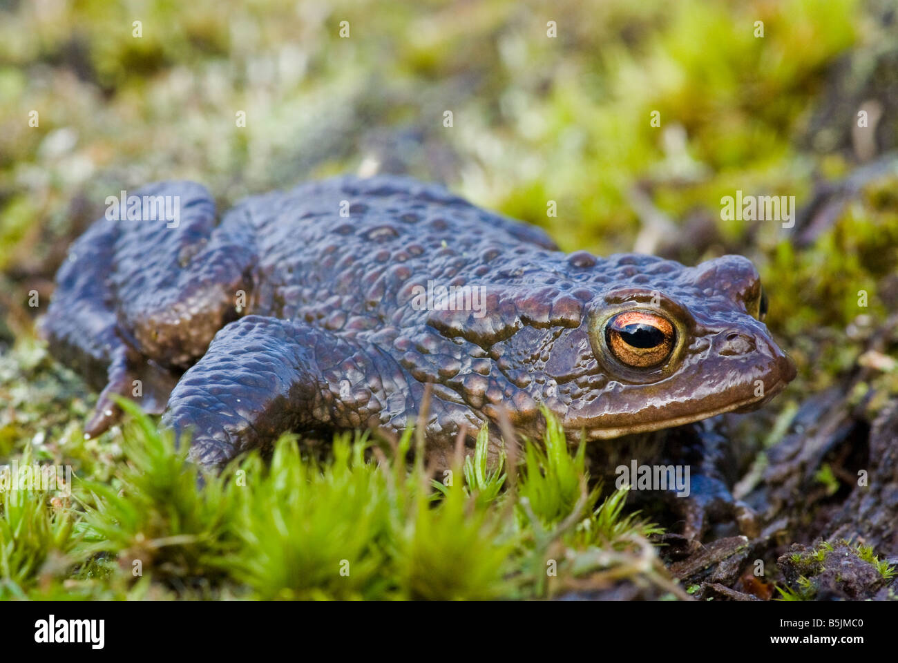 Toad eye hi-res stock photography and images - Alamy