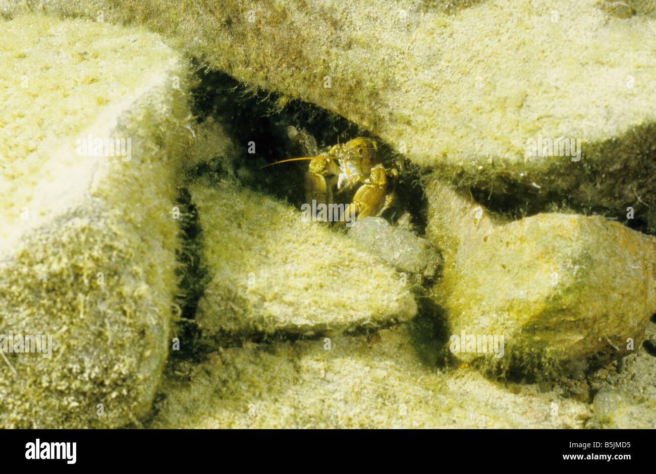 Freshwater crayfish astacidae crustacea hi-res stock photography and ...