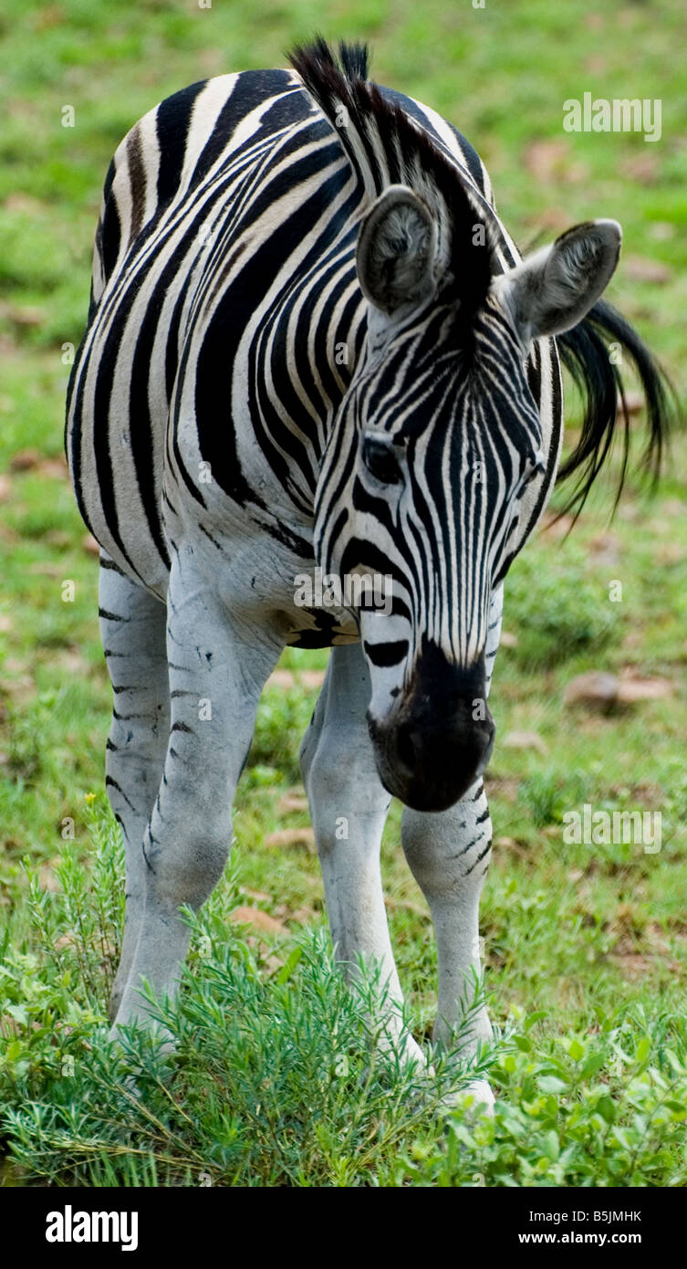 Zebra With No Hair